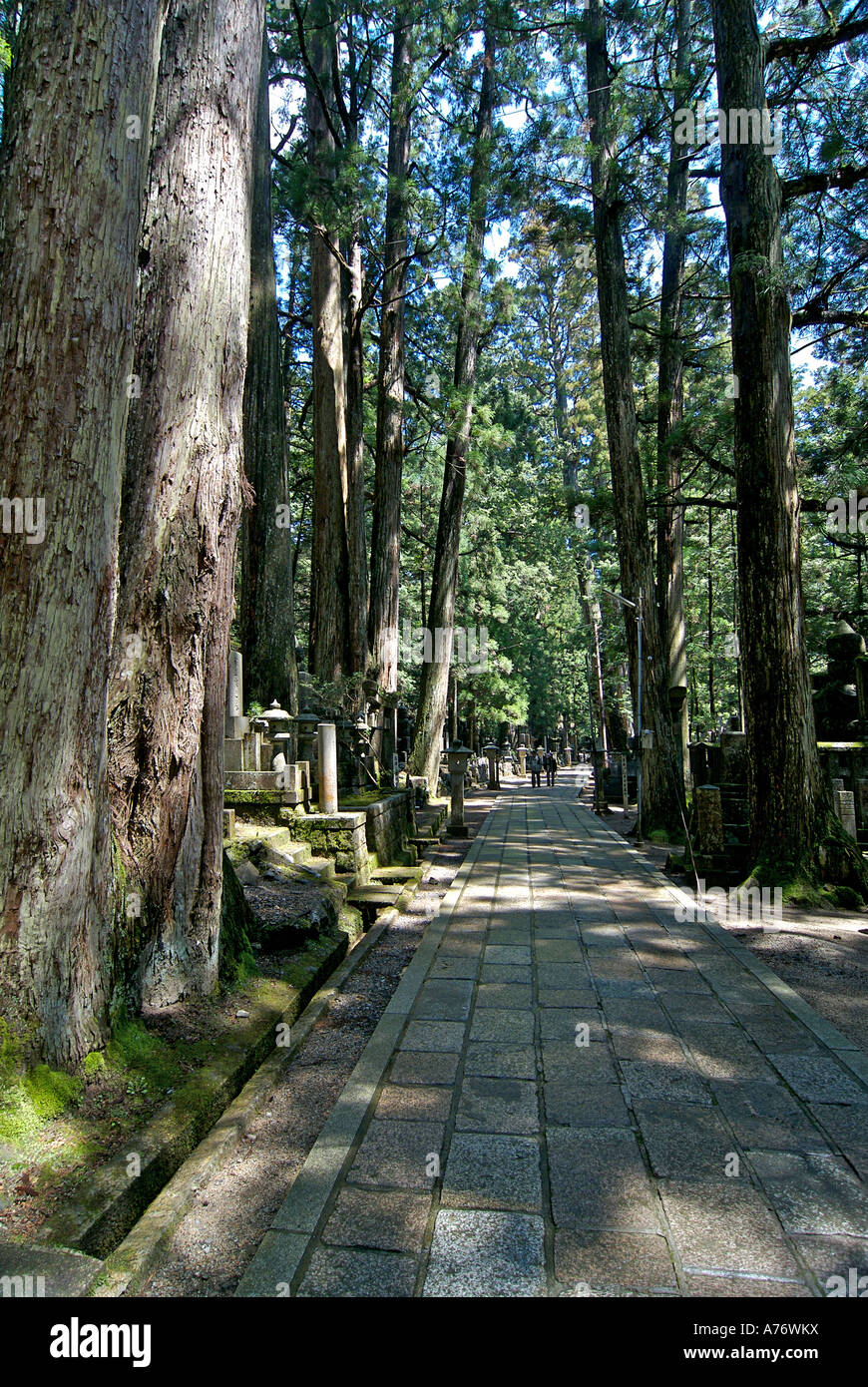 Stone paved walkway through the forest of the Okunoin cemetery Koyasan ...