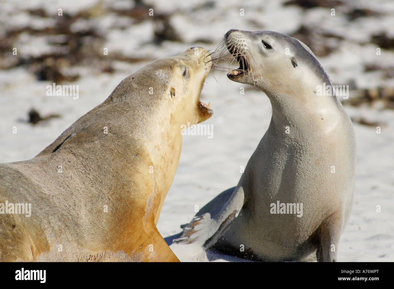 Aggressive Kangaroo High Resolution Stock Photography and Images - Alamy