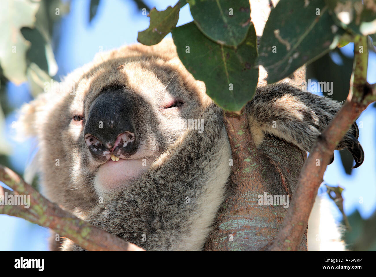 Koala in Australia Stock Photo - Alamy