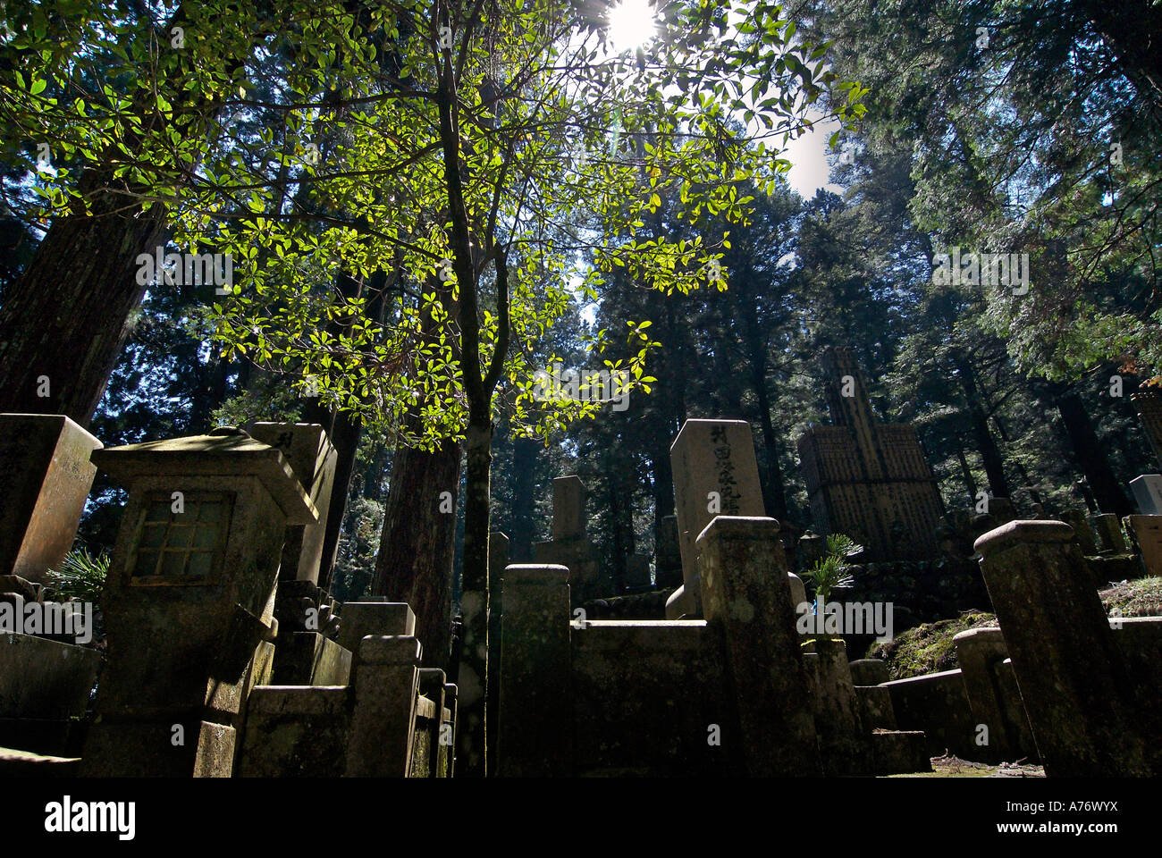 Tombs scattered amongst the trees in the forest of the Okunoin cemetery ...