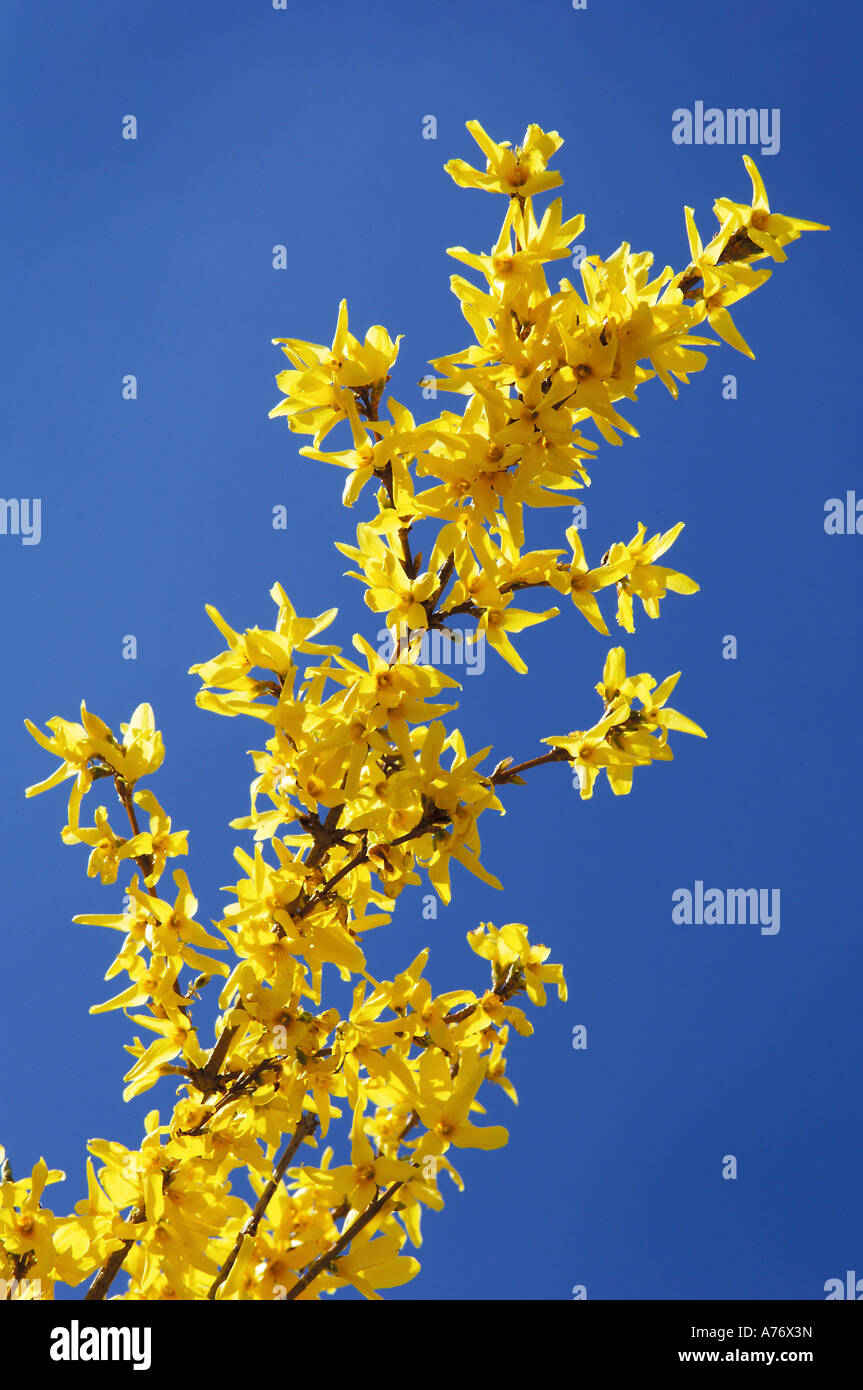 Forsythia x intermedia Stock Photo - Alamy