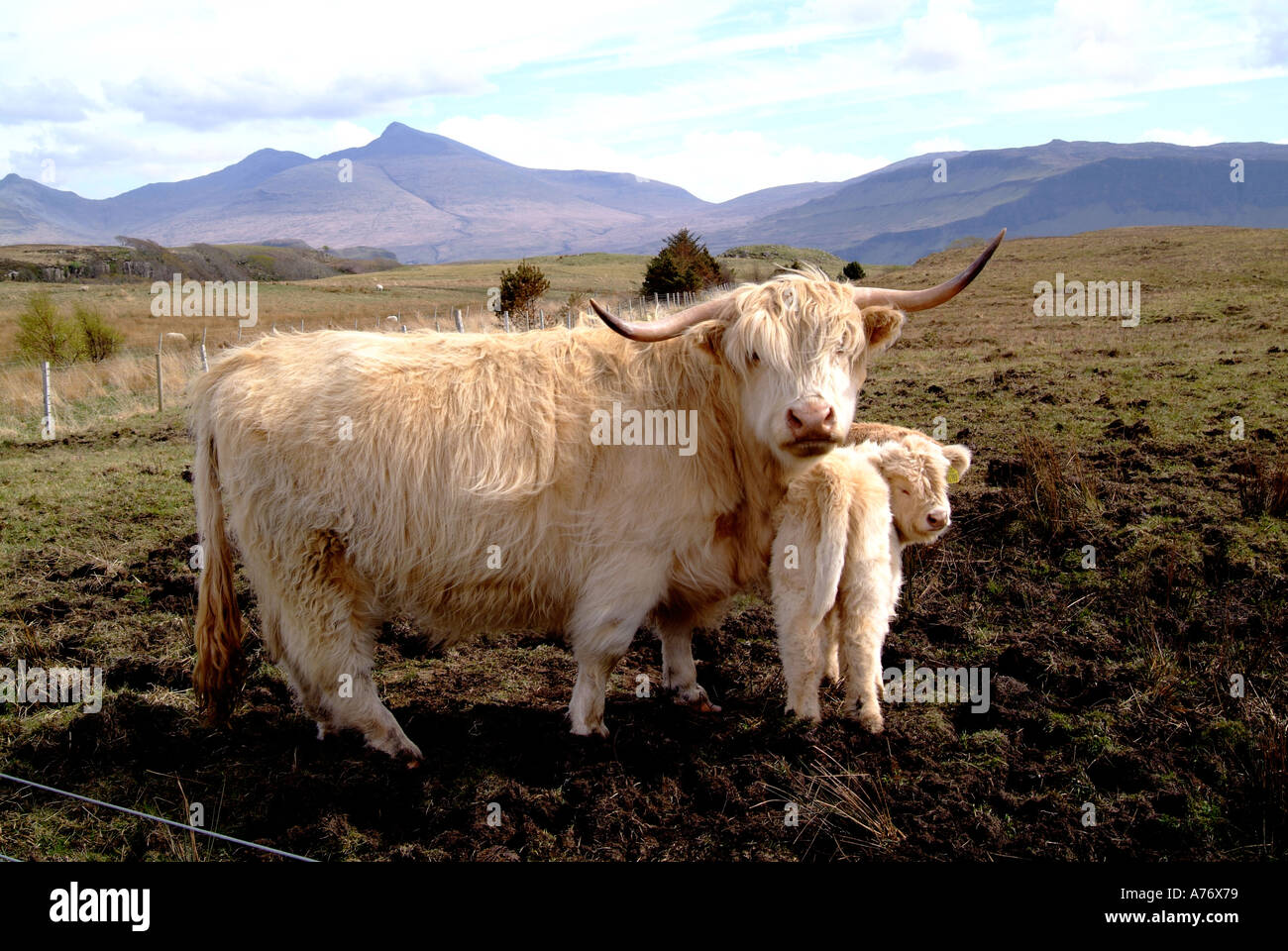 Hairy cow with young calf woolly highland cattle aberdeen angus Isle of ...