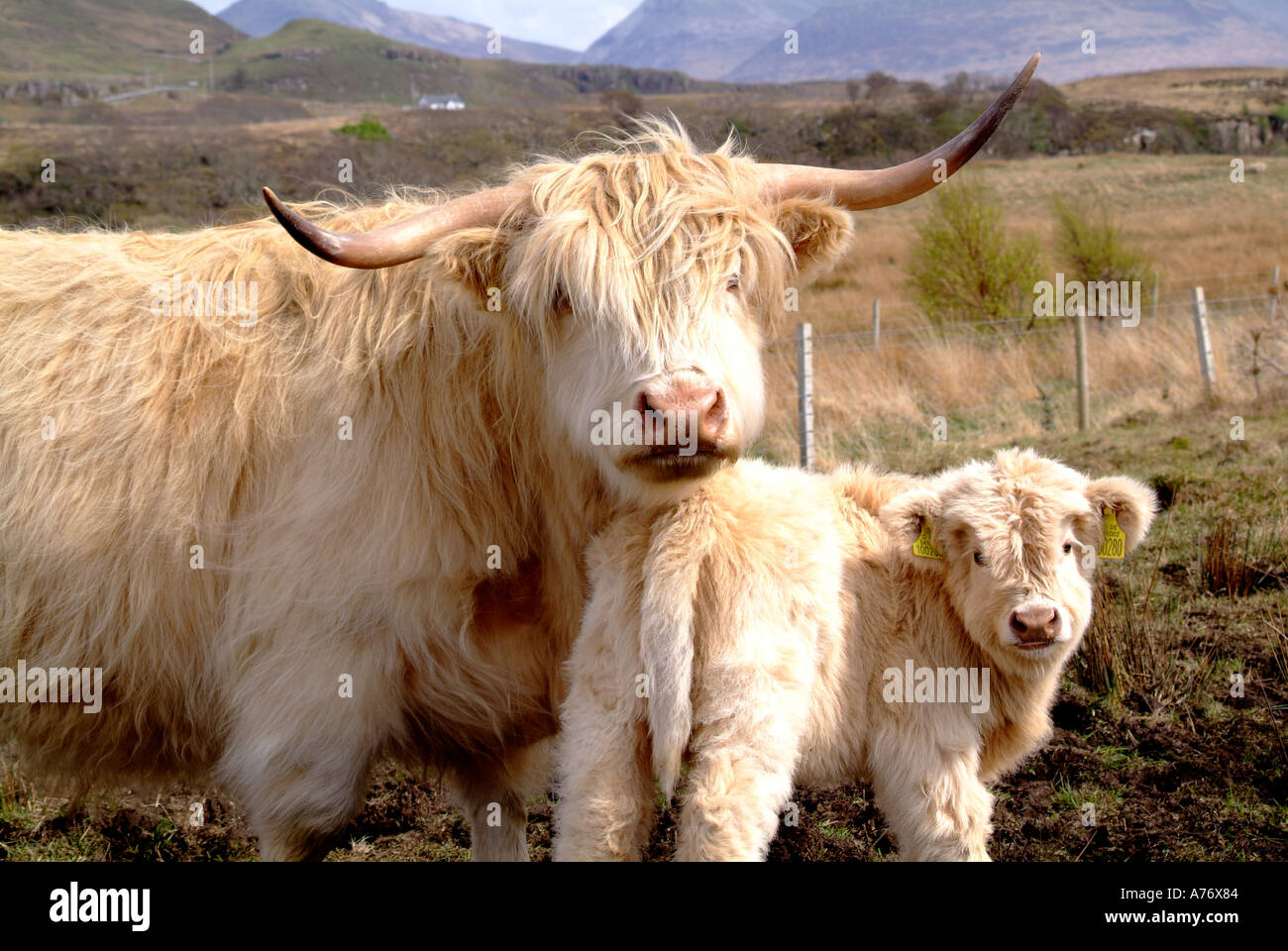 Hairy cow with young calf woolly highland cattle aberdeen angus Isle of ...