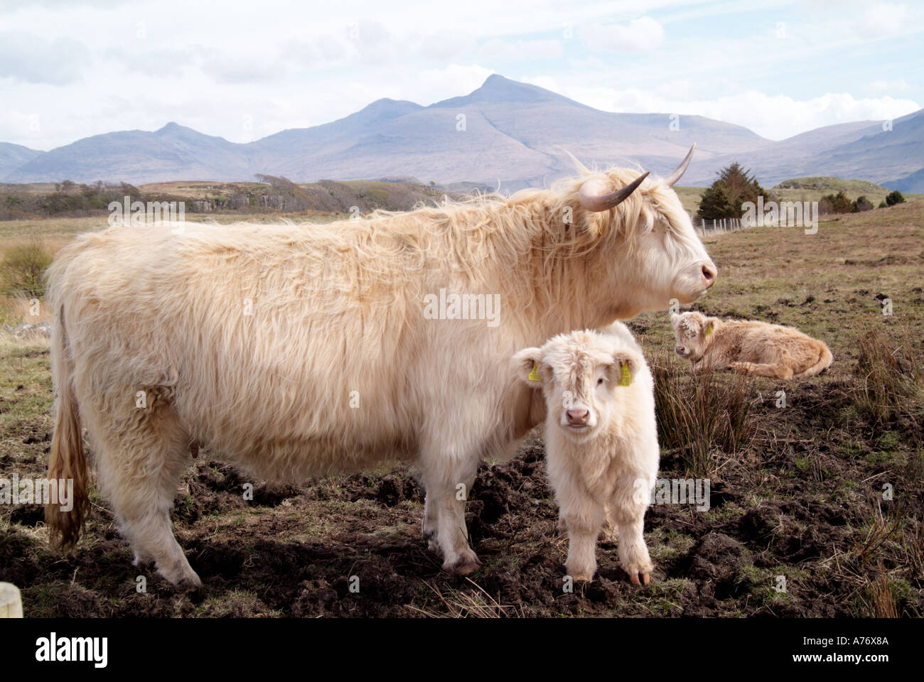 Hairy cow with young calf woolly highland cattle aberdeen angus Isle of ...