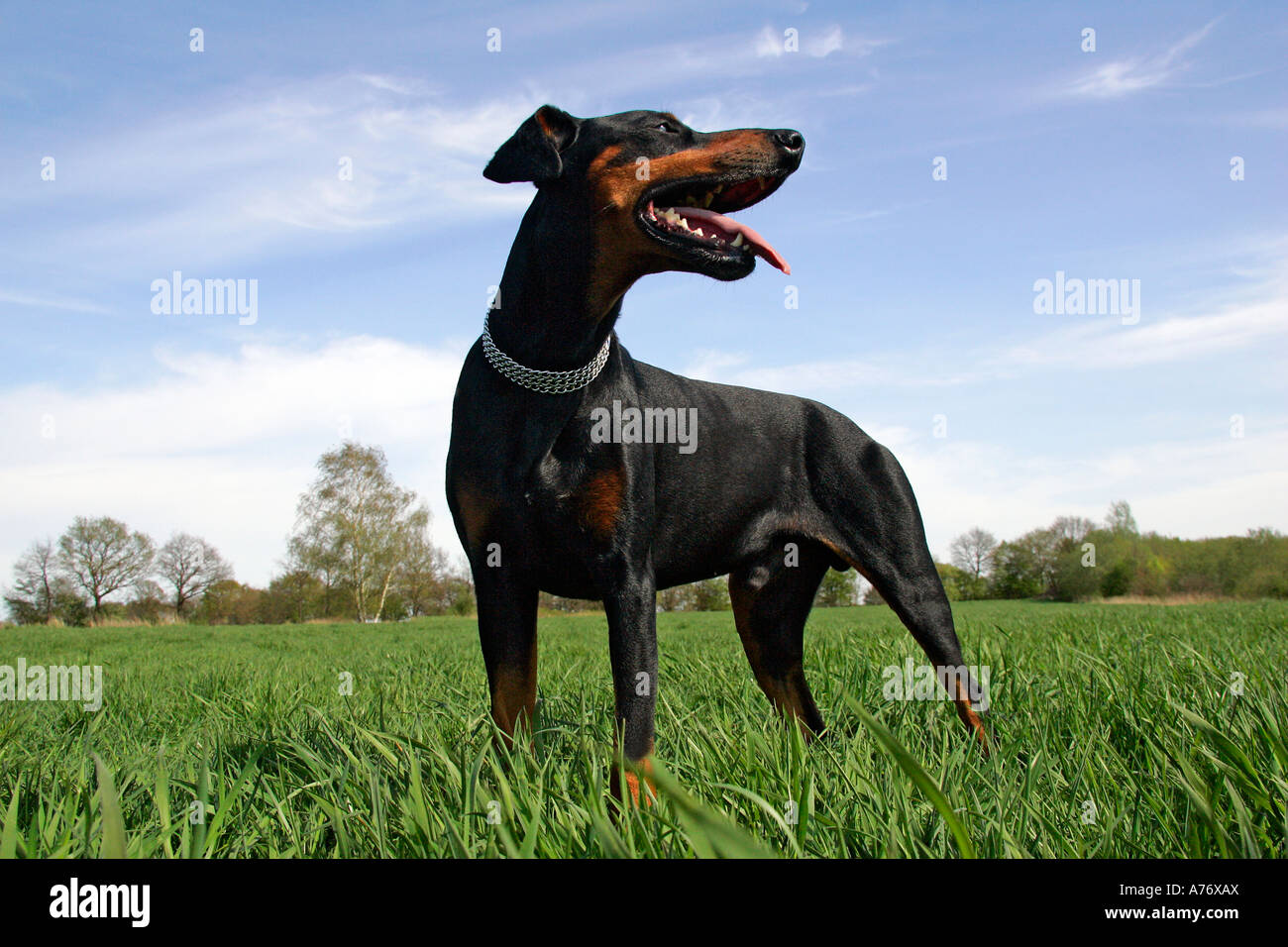Panting doberman pinscher - doberman - male - portrait - domestic dog ...