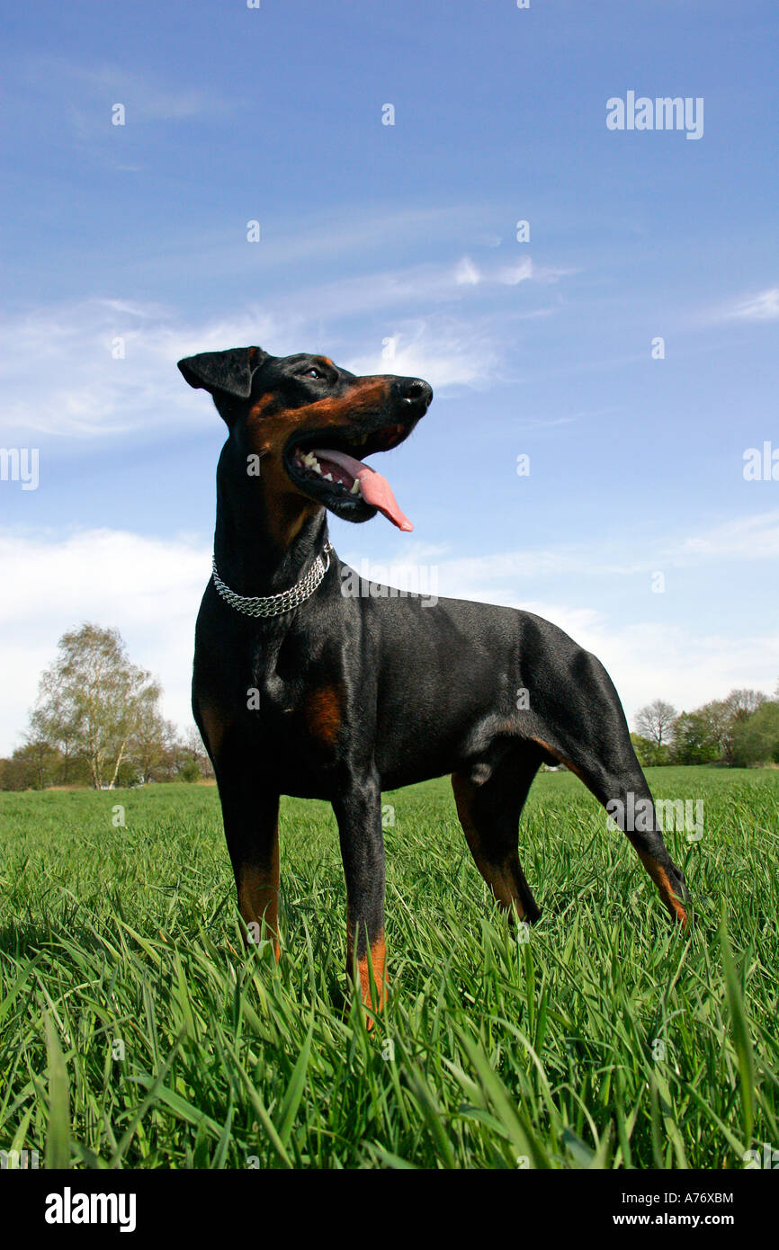 Doberman pinscher - doberman - male - domestic dog Stock Photo - Alamy