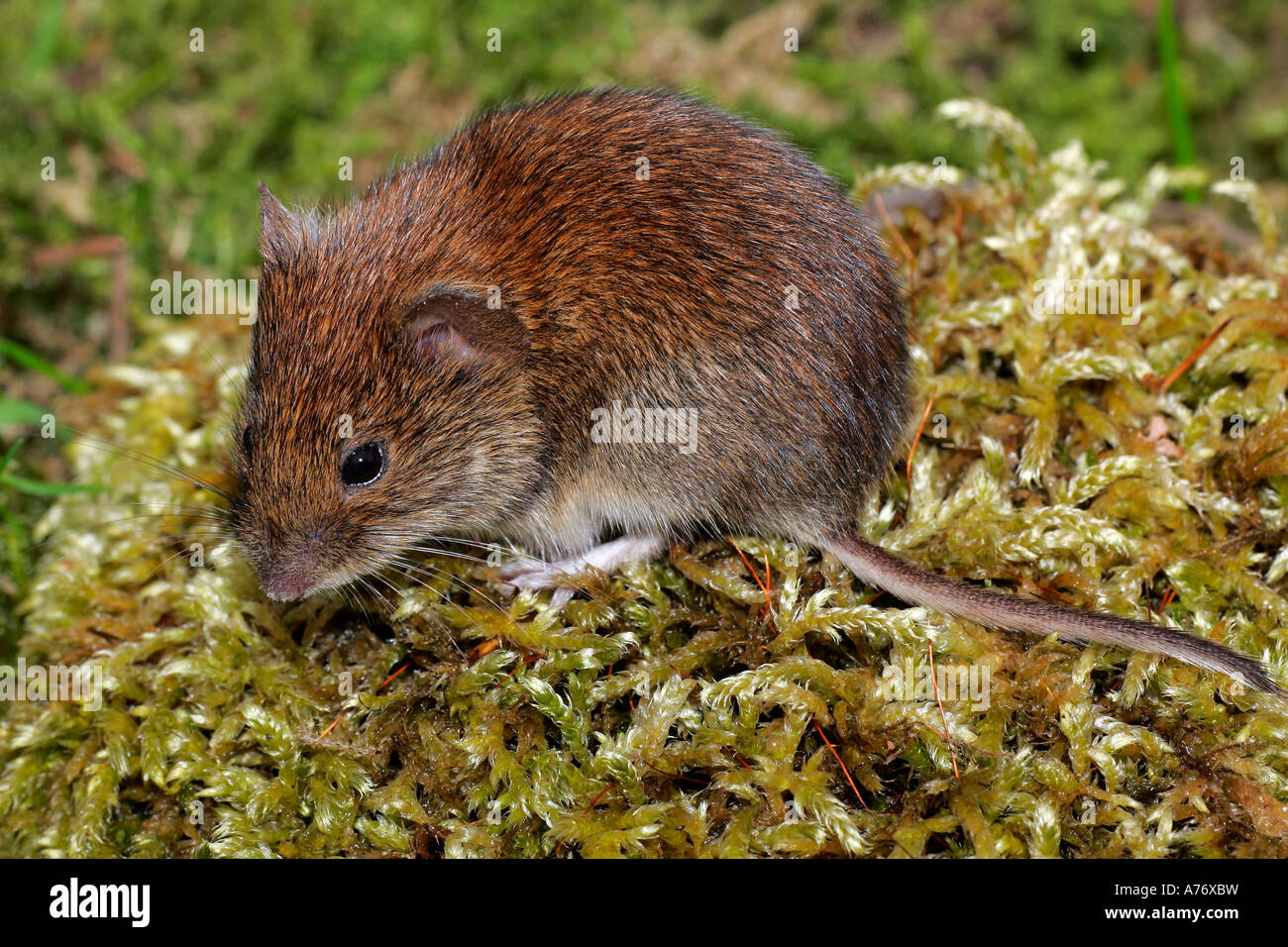 Bank vole - mouse - (Clethrionomys glareolus) (Myodes glareolus Stock ...