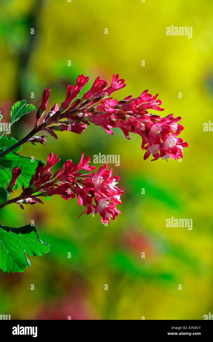 Flowering currant (Ribes sanguineum Stock Photo - Alamy