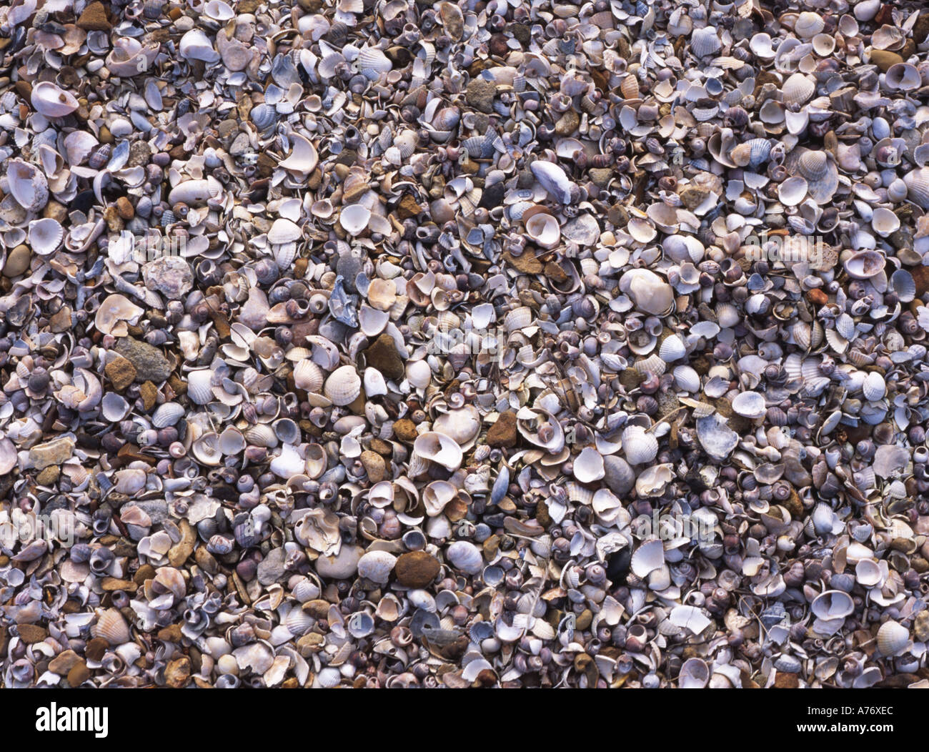 Sea shells on a beach near Bradwell in Essex Stock Photo - Alamy