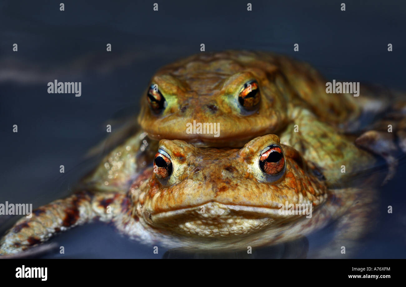 Common Toads (bufo bufo) copulating Stock Photo - Alamy