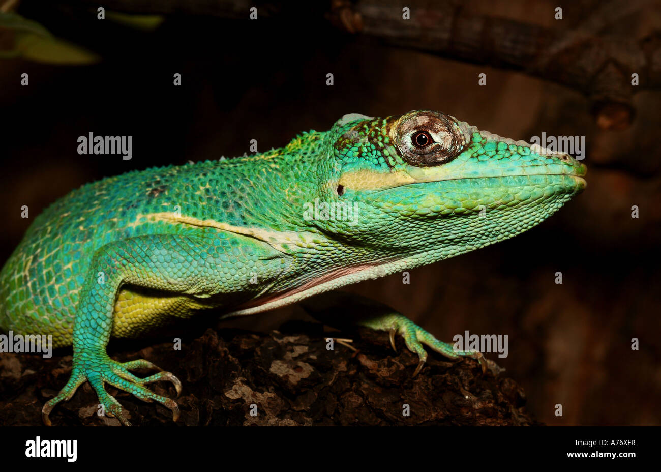 Knight anole, Anolis equestris Stock Photo - Alamy