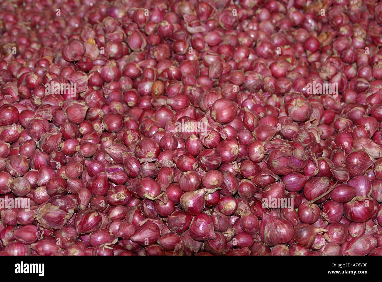Small red onions for sale on a market stall Thailand Stock Photo - Alamy