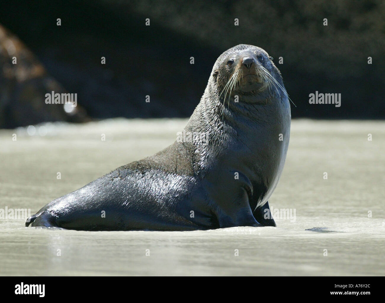 New Zealand Sea Lion Phocarctos hookeri Dunedin New Zealand Stock Photo ...