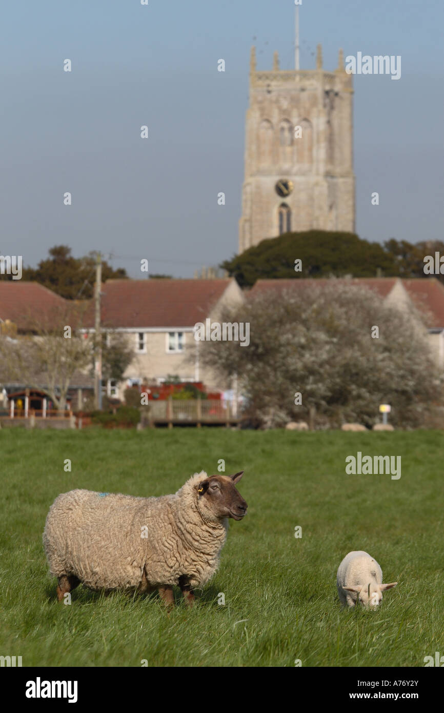 The village of Mark is on the Somerset Levels Stock Photo - Alamy