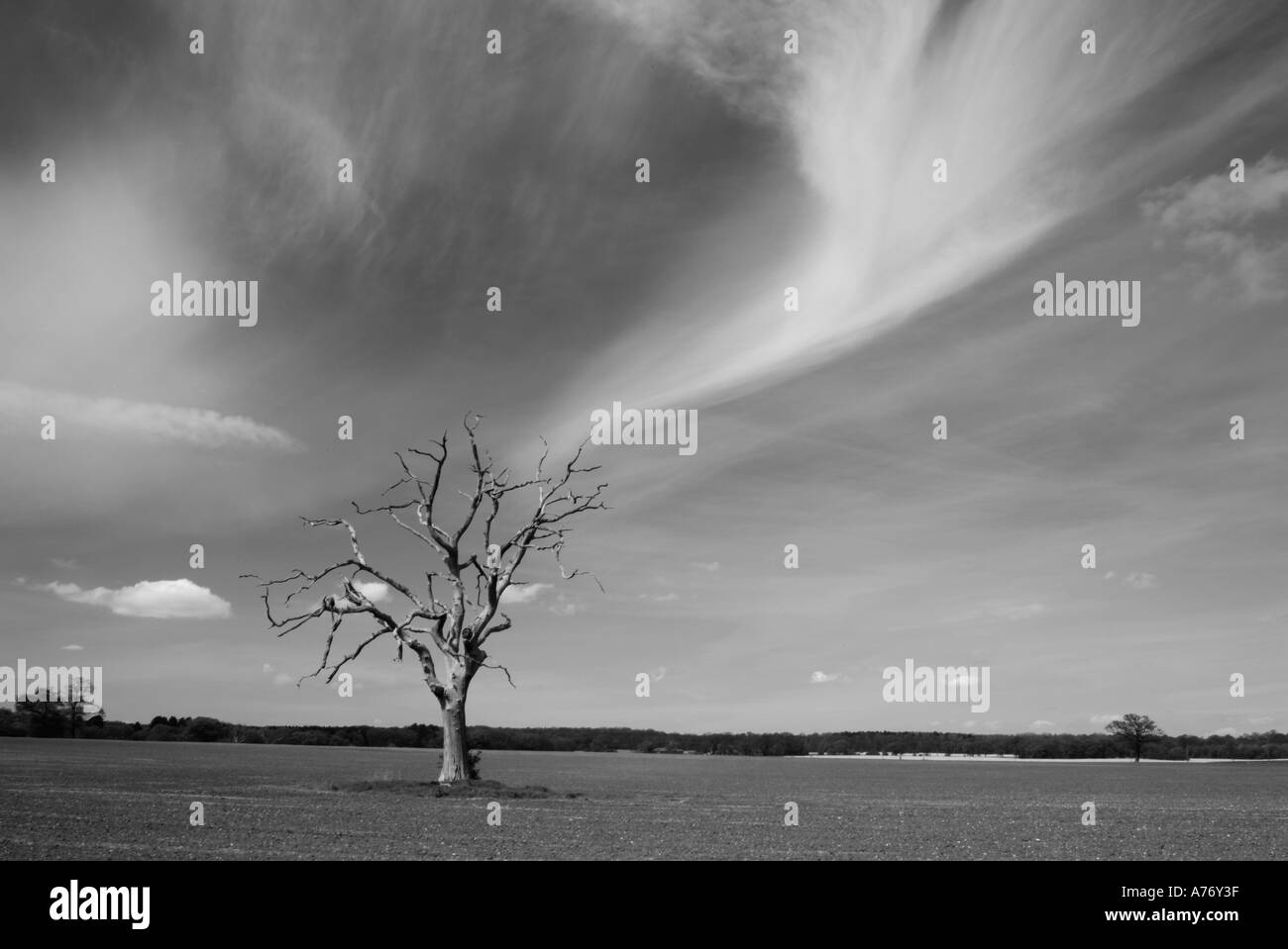 Dead summer Black and White Stock Photos & Images - Alamy
