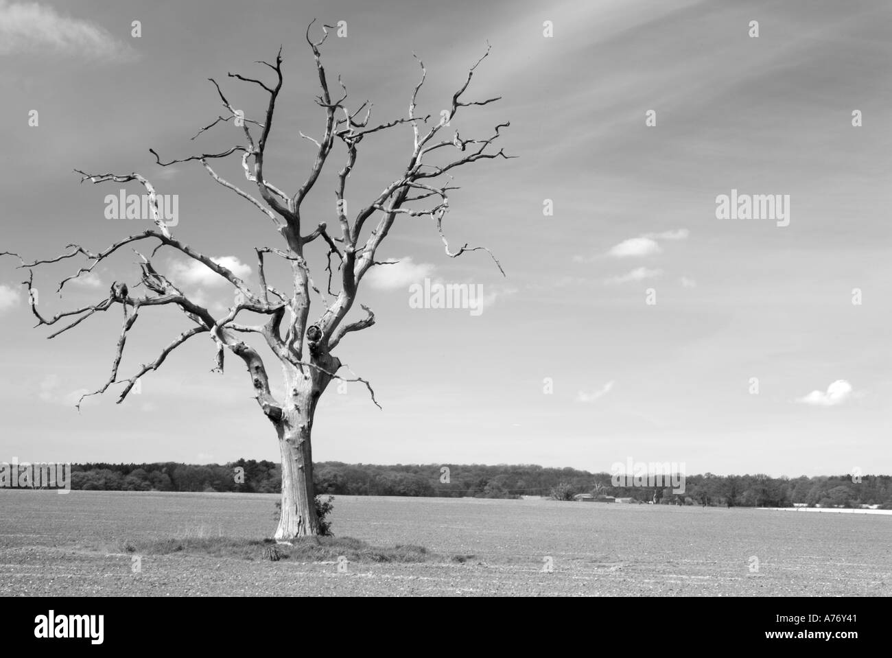 Dead summer Black and White Stock Photos & Images - Alamy