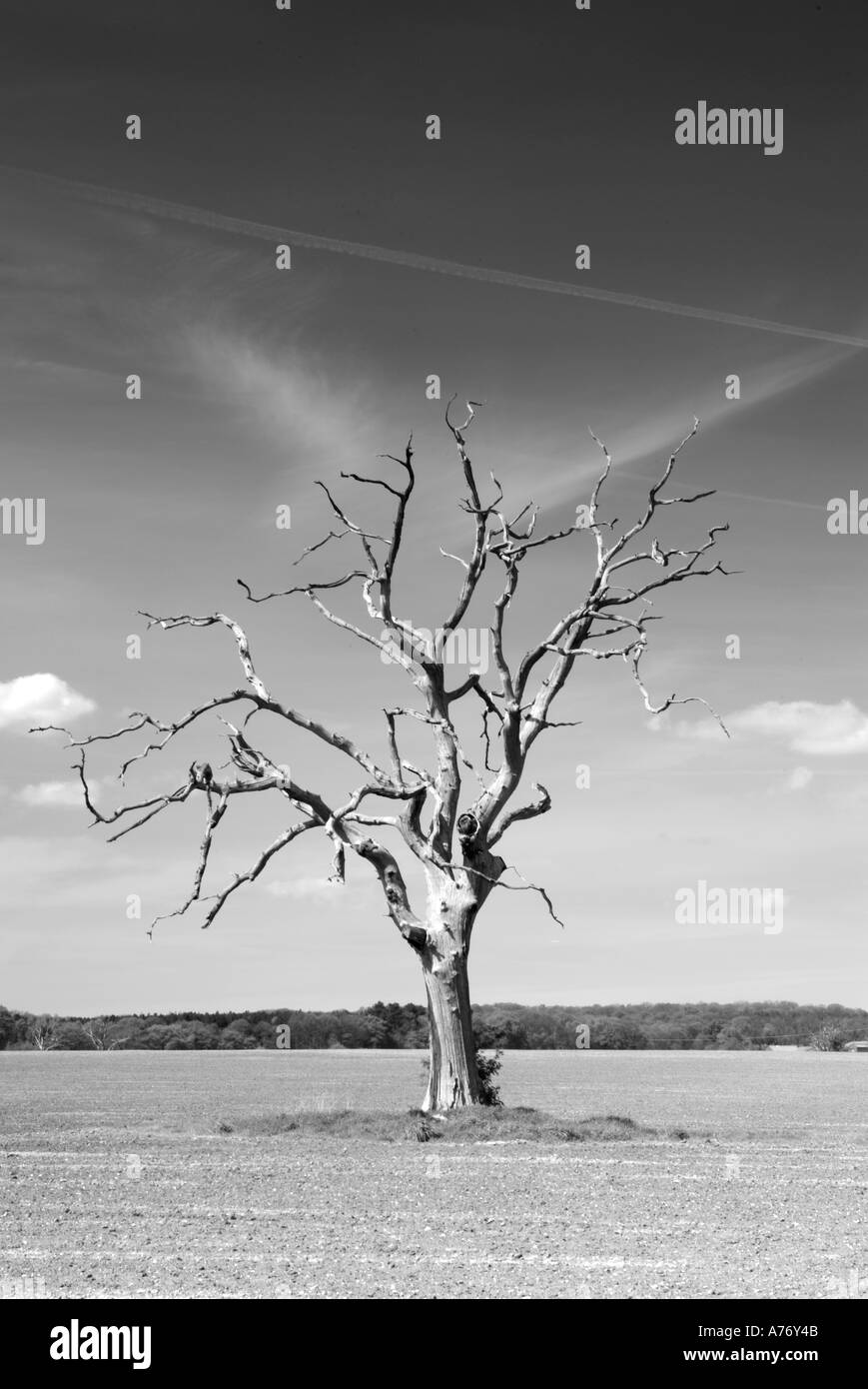 Dead summer Black and White Stock Photos & Images - Alamy