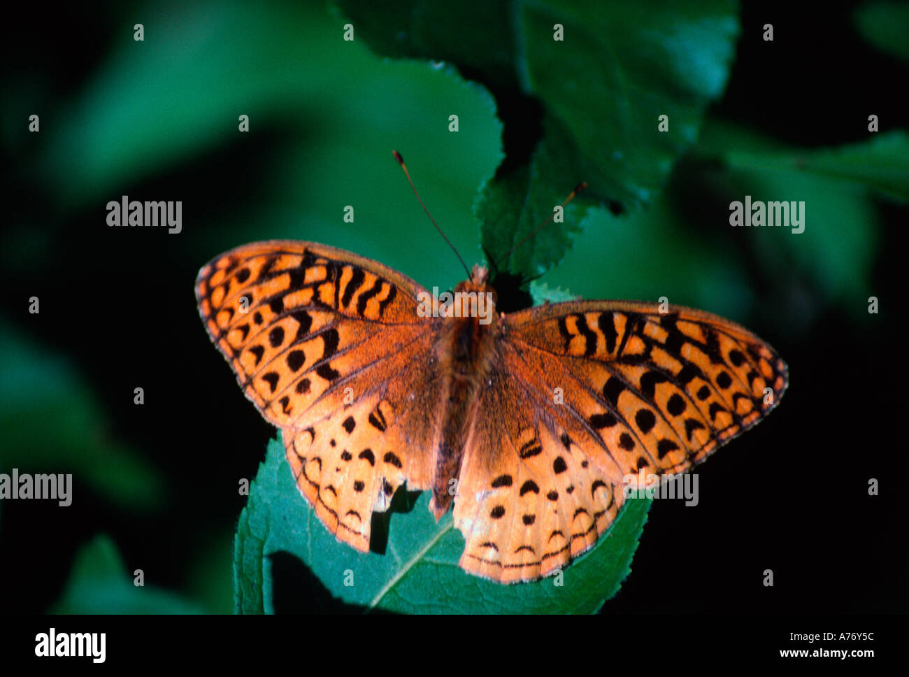 Great Spangled Fritillary Butterfly with injured wings Stock Photo - Alamy