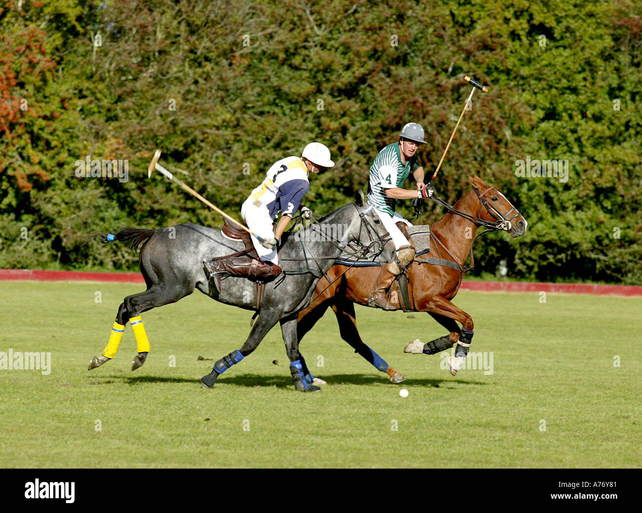 Polo pony hi-res stock photography and images - Alamy