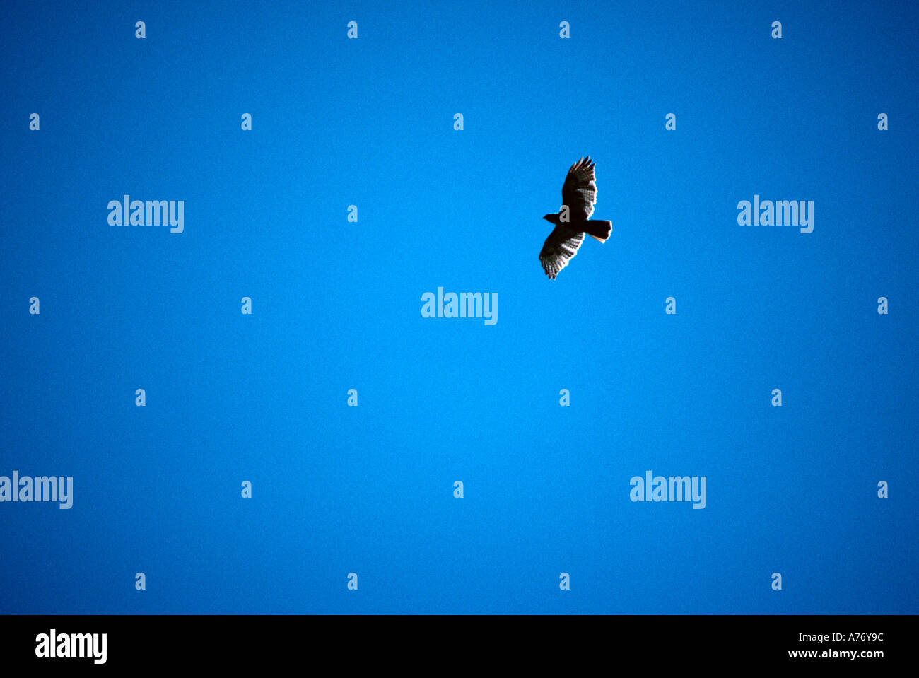 Red Tailed Hawk in flight against clear blue sky Stock Photo - Alamy