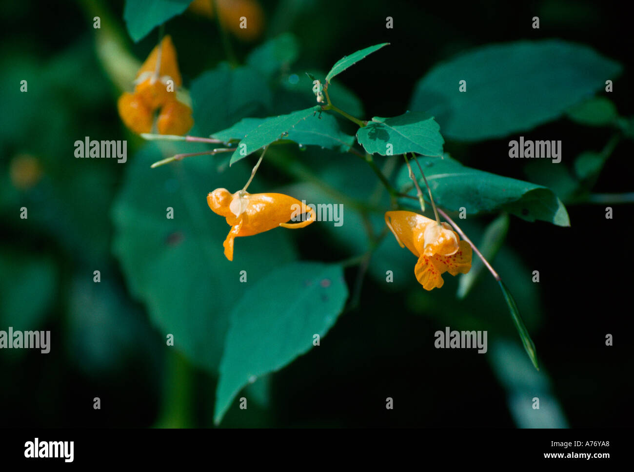 Spotted Touch Me Not aka Jewelweed Impatiens capensis Stock Photo - Alamy