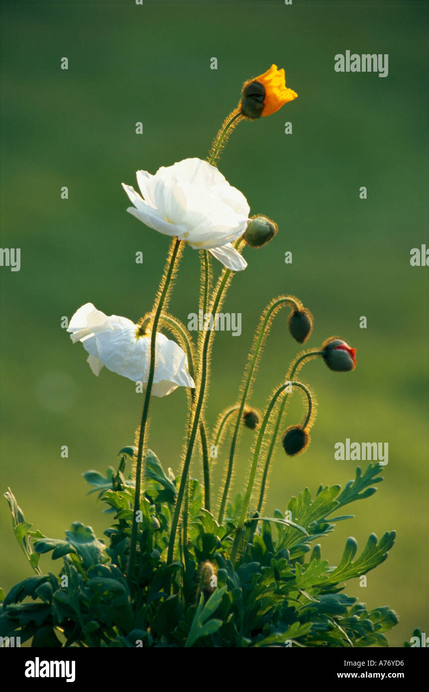Garden gnome in garden border hi-res stock photography and images - Alamy
