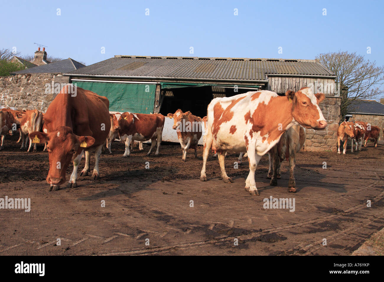Guernsey cow uk hi-res stock photography and images - Alamy
