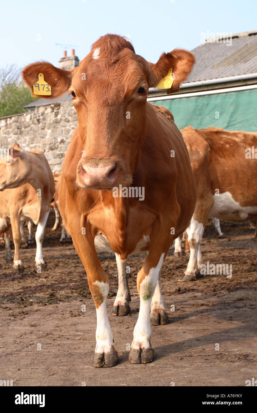Guernsey cow hi-res stock photography and images - Alamy