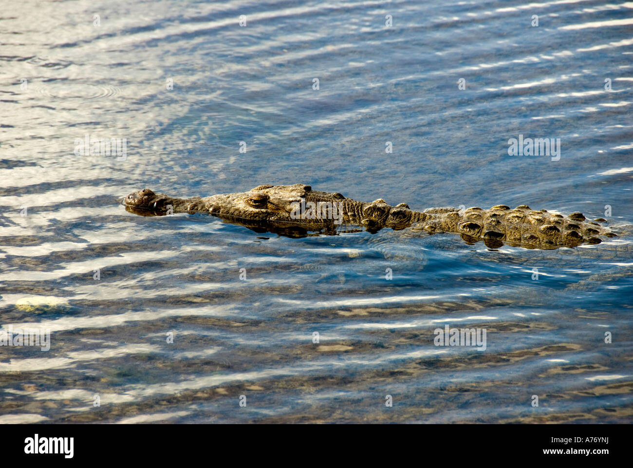 Cozumel Mexico Punta Sur Park Ecological Reserve Salt water crocodile ...