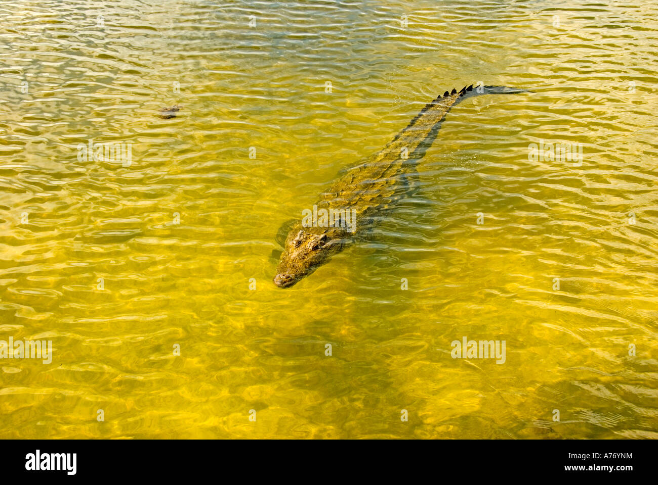 Cozumel Mexico Salt water crocodile Punta Sur Park Ecological Reserve ...