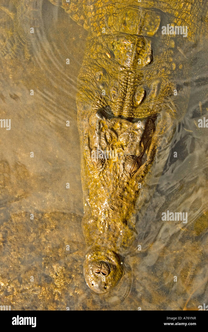 Cozumel Mexico Salt water crocodile Punta Sur Park Ecological Reserve ...