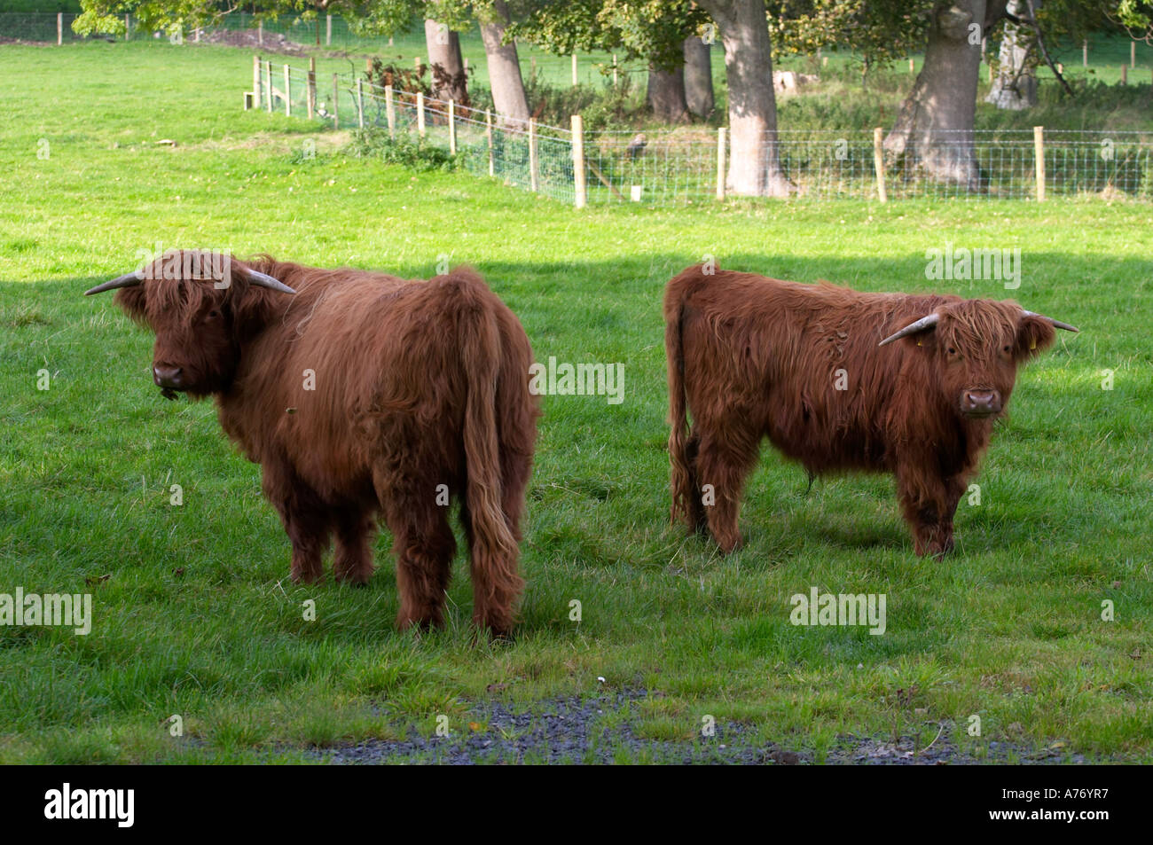 two highland cows standing in shade in a field looking towards camera ...
