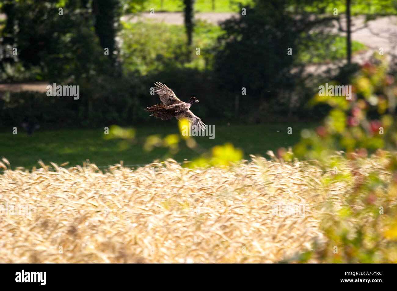 female pheasant in flight over wheat field glenarm county antrim ...