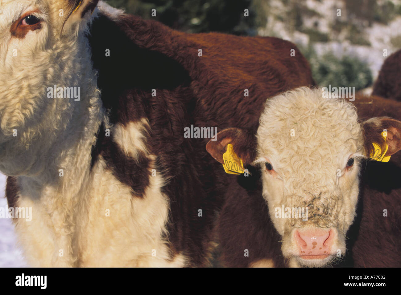 Hereford cow face hi-res stock photography and images - Alamy