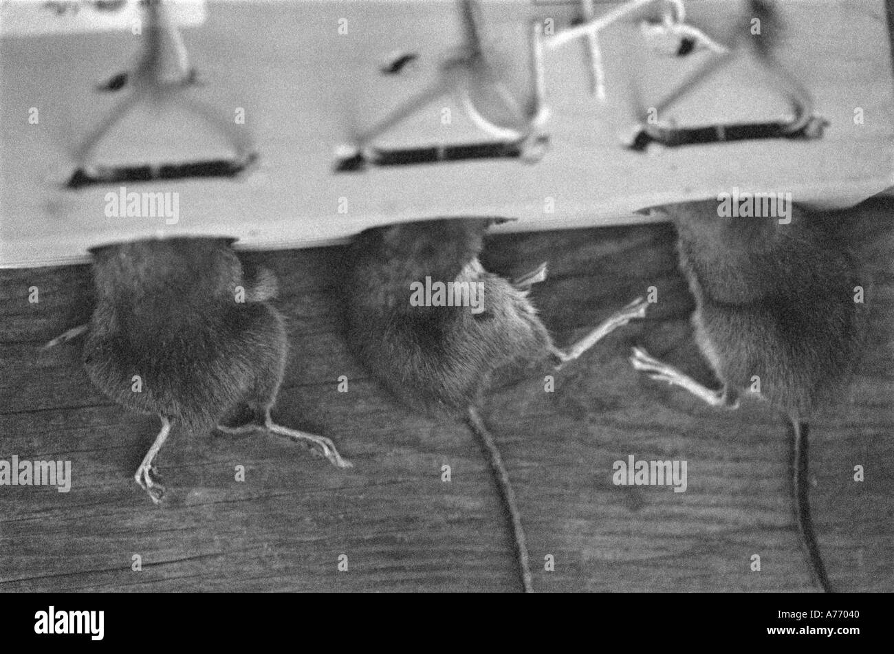 Mouse caught in trap Black and White Stock Photos & Images - Alamy