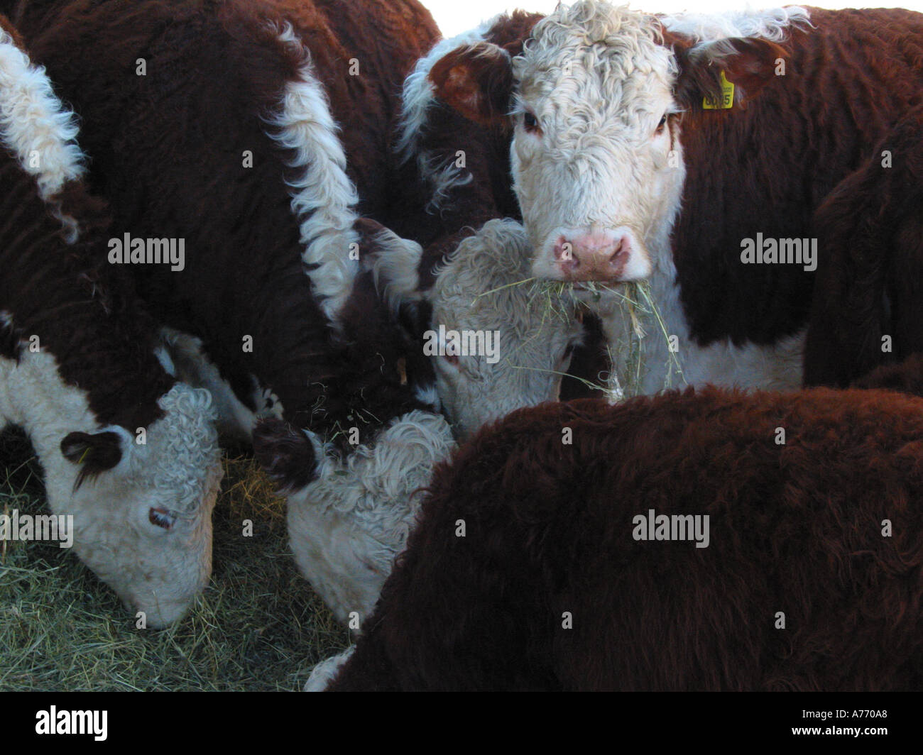 Hereford stock hi-res stock photography and images - Alamy