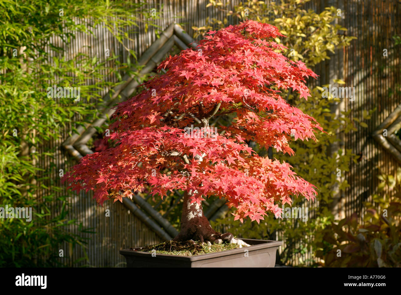 Acer palmatum Deshojo Stock Photo - Alamy