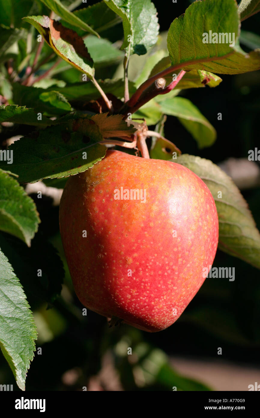 Old english pearmain hi-res stock photography and images - Alamy