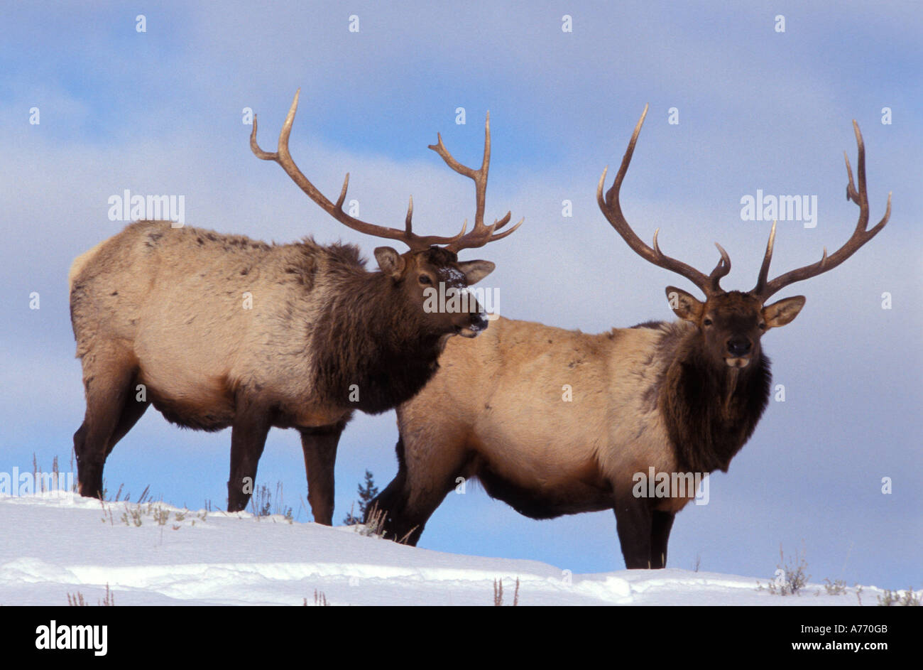 Skylined hi-res stock photography and images - Alamy