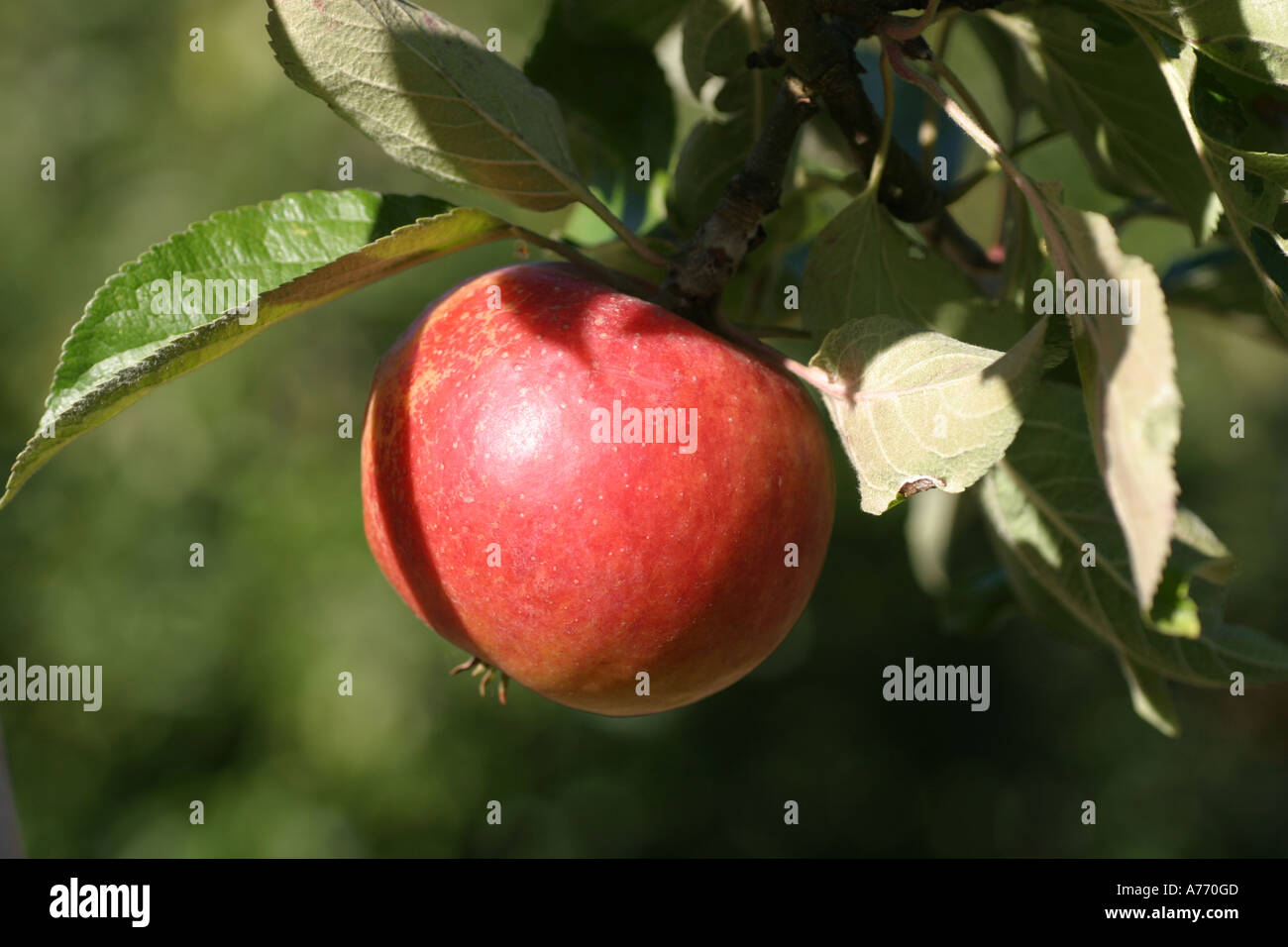 Apple Red Pixie Stock Photo - Alamy