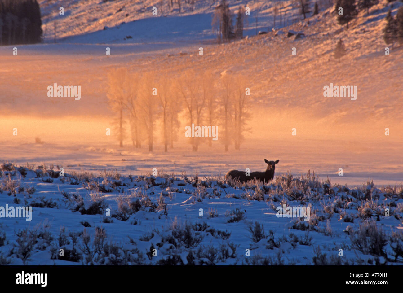 Wary elk hi-res stock photography and images - Alamy