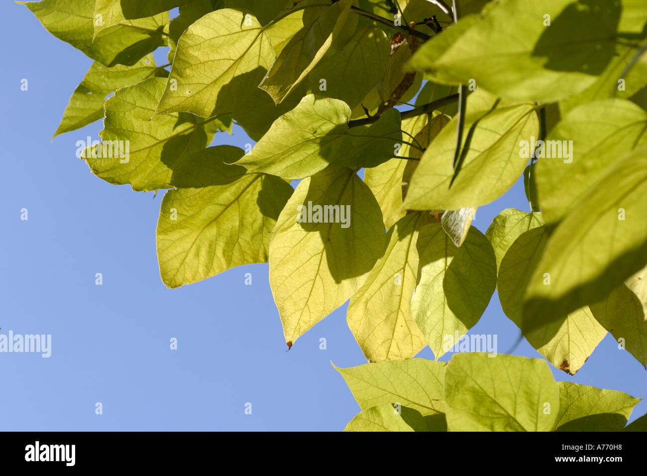 Southern catalpa cigar tree hi-res stock photography and images - Alamy