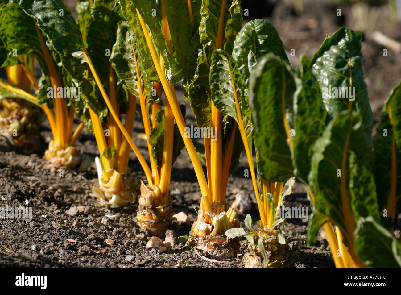 Ornamental vegetable beet hi-res stock photography and images - Alamy