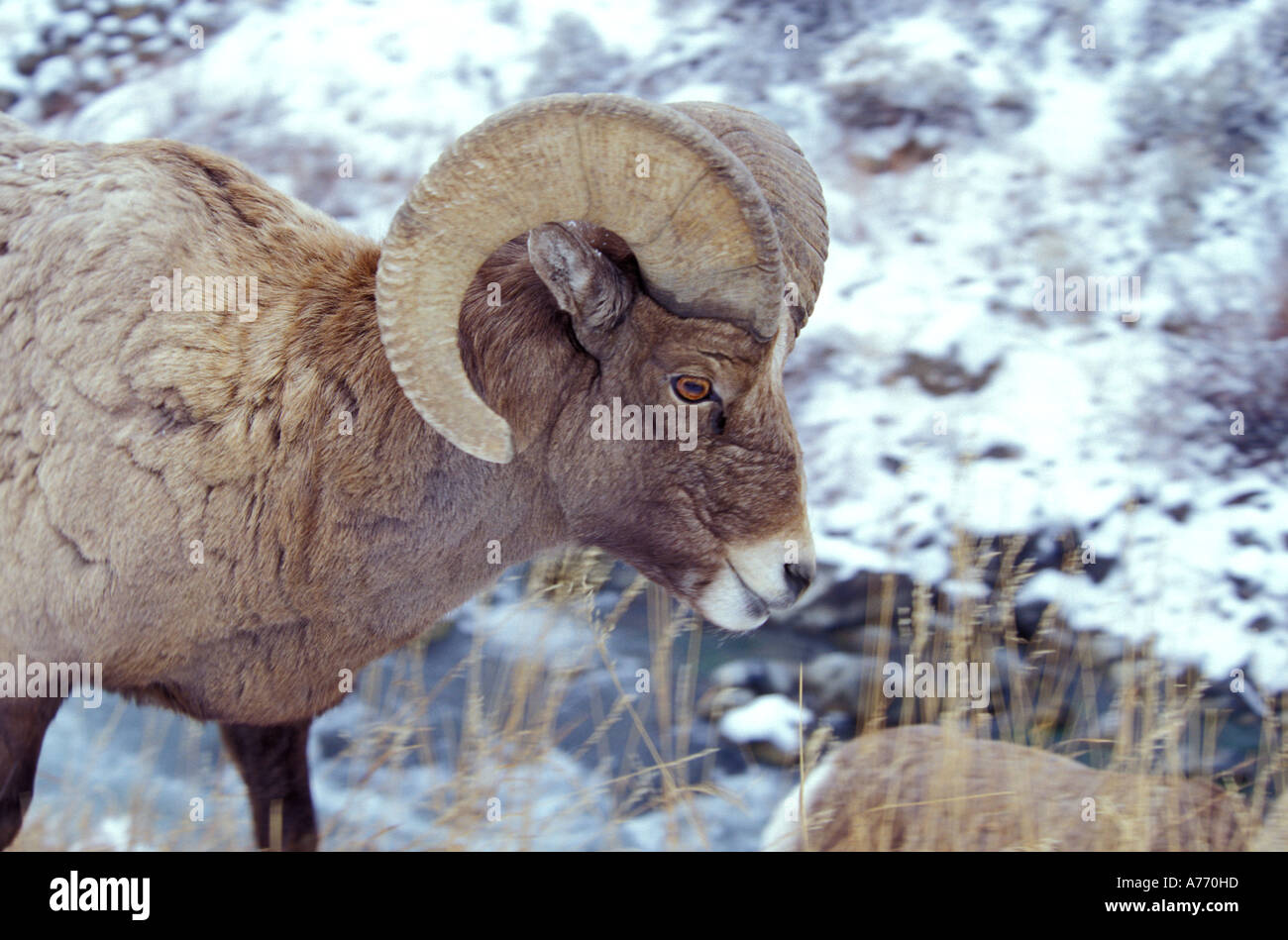 Ram face profile hi-res stock photography and images - Alamy