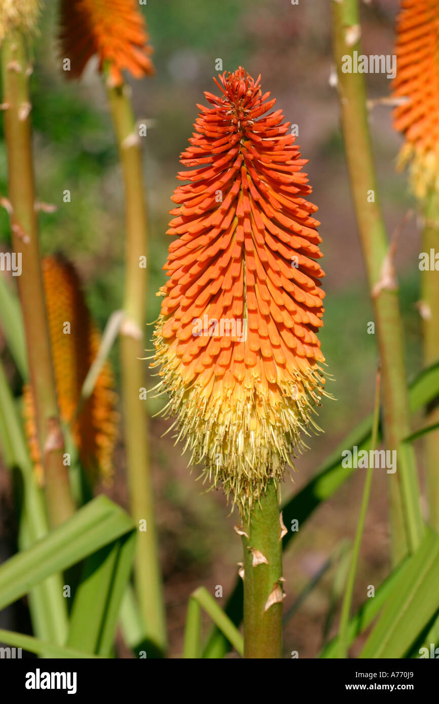 Linearifolia hi-res stock photography and images - Alamy