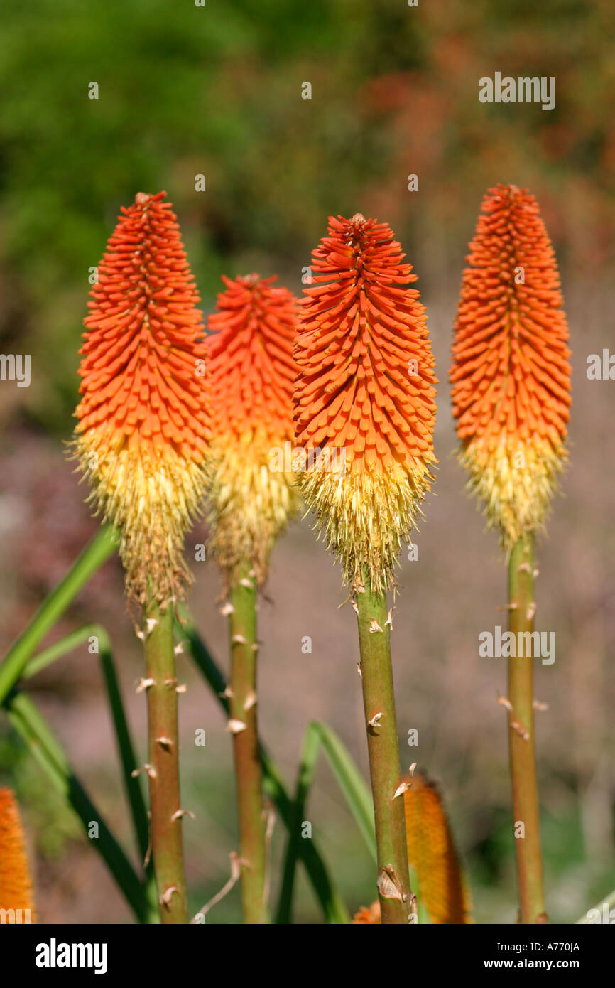 Linearifolia hi-res stock photography and images - Alamy