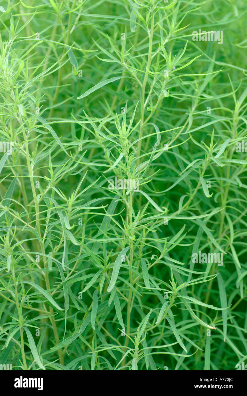 Scoparia hi-res stock photography and images - Alamy