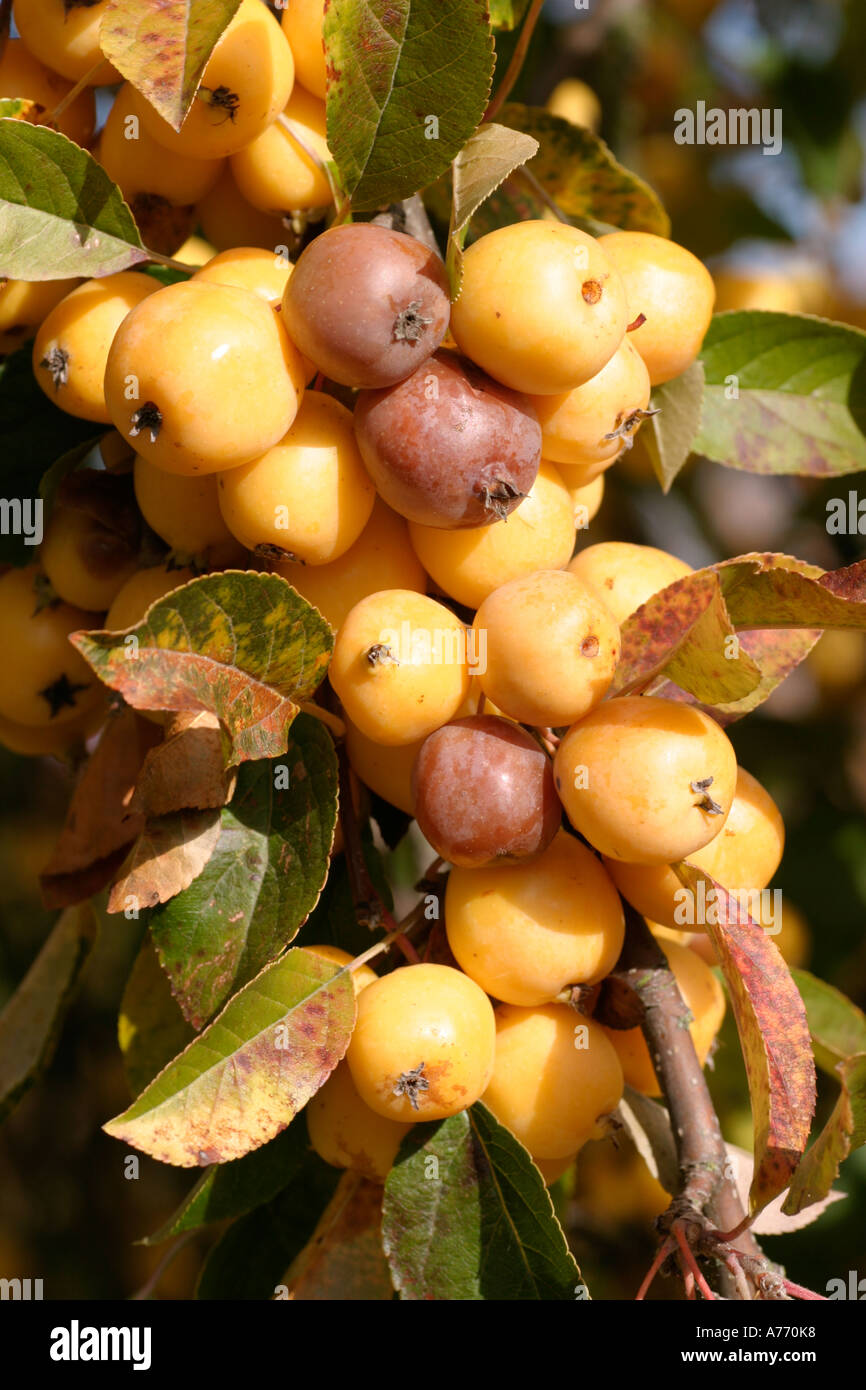 Malus x zumi Golden Hornet Stock Photo - Alamy
