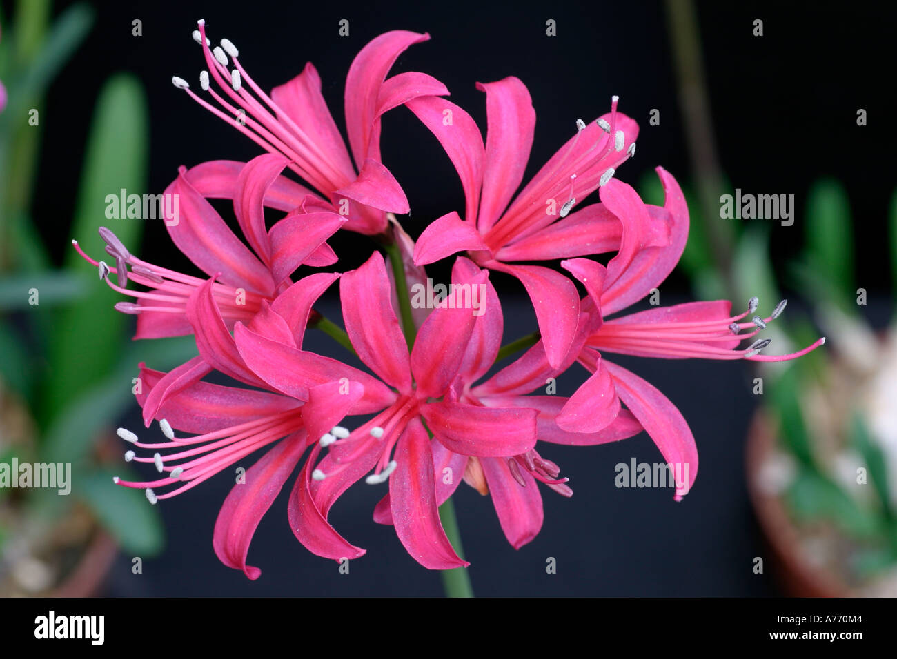 Nerine bulbs hi-res stock photography and images - Alamy