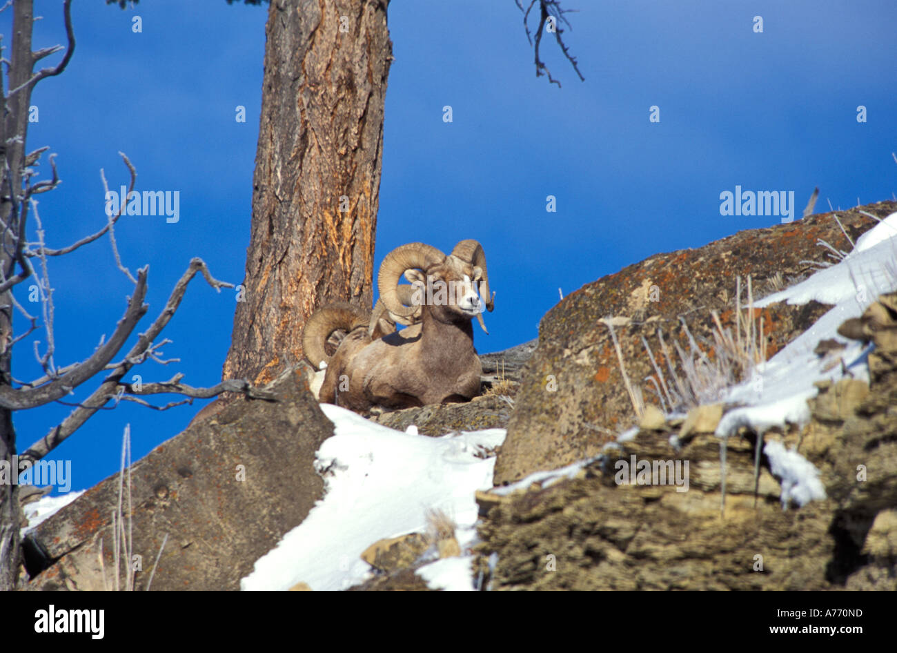 Bighorn ram eating tree hi-res stock photography and images - Alamy